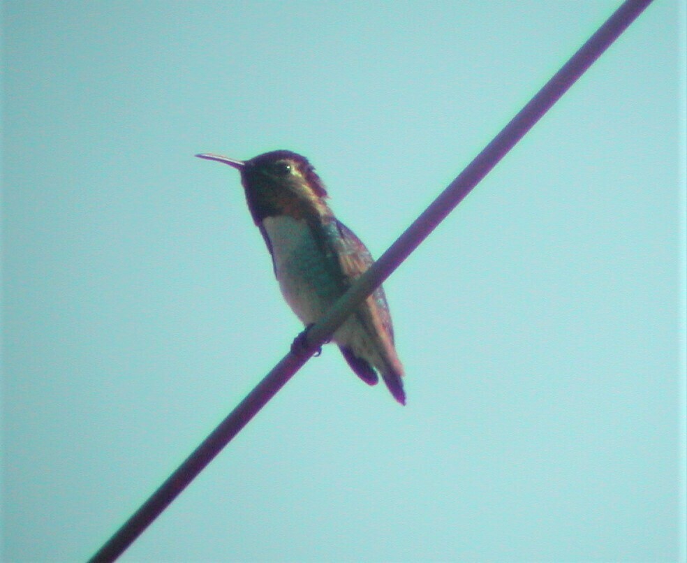 Bee Hummingbird in January 2001 by guykirwan · iNaturalist