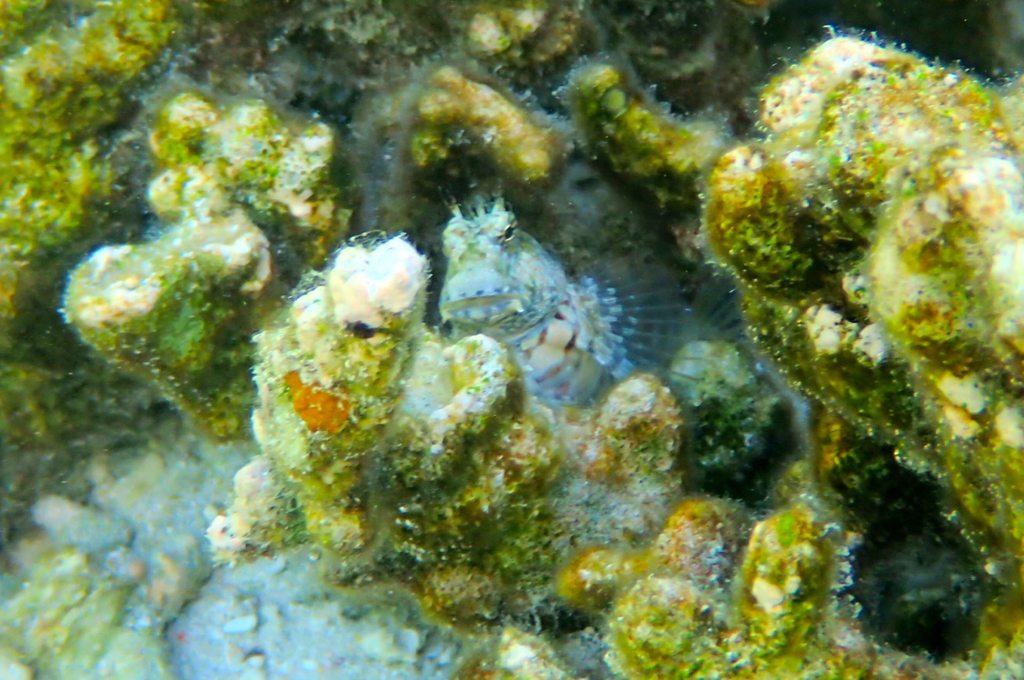 Banded Blenny from Lady Elliot Island, Queensland 4805, Australia on ...
