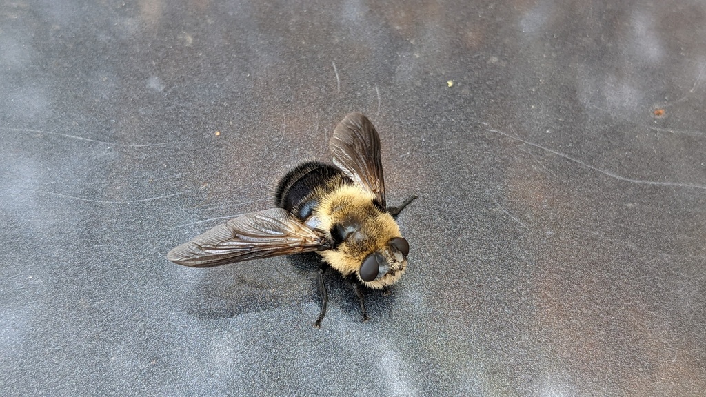 Cephenemyia from Lee County, MS, USA on November 25, 2022 at 11:08 AM ...