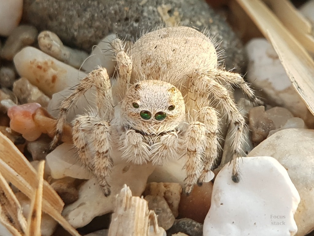 Feline Jumping Spiders from Haifa, Israel on July 09, 2022 at 07:01 PM ...