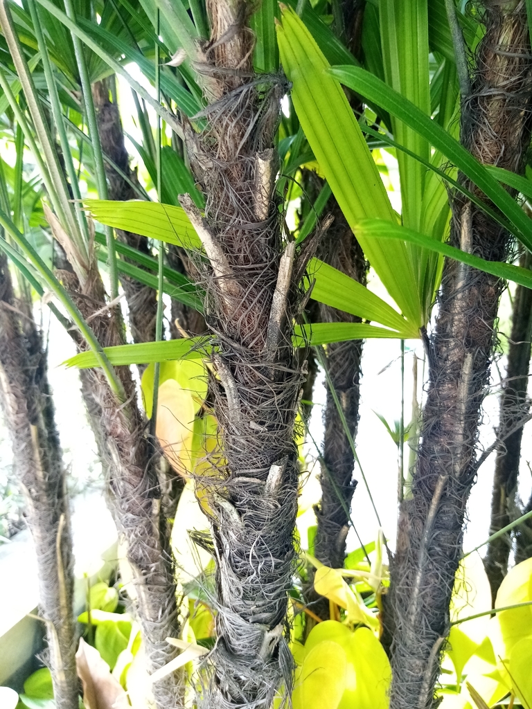 Little Lady Palm from La Aguacatala, El Poblado, Medellín, El Poblado ...