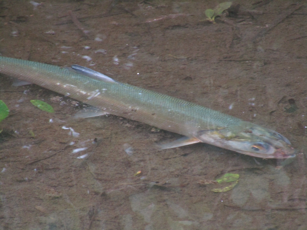 Ladyfish from South Padre Island, TX 78597, USA on November 25, 2022 at ...