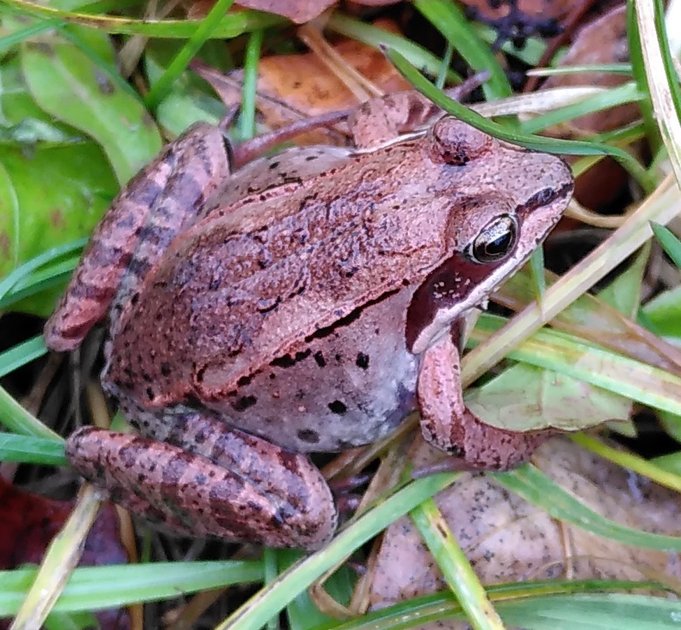 Wood Frog from Cameron, ON, Canada on November 25, 2022 at 01:37 PM by ...