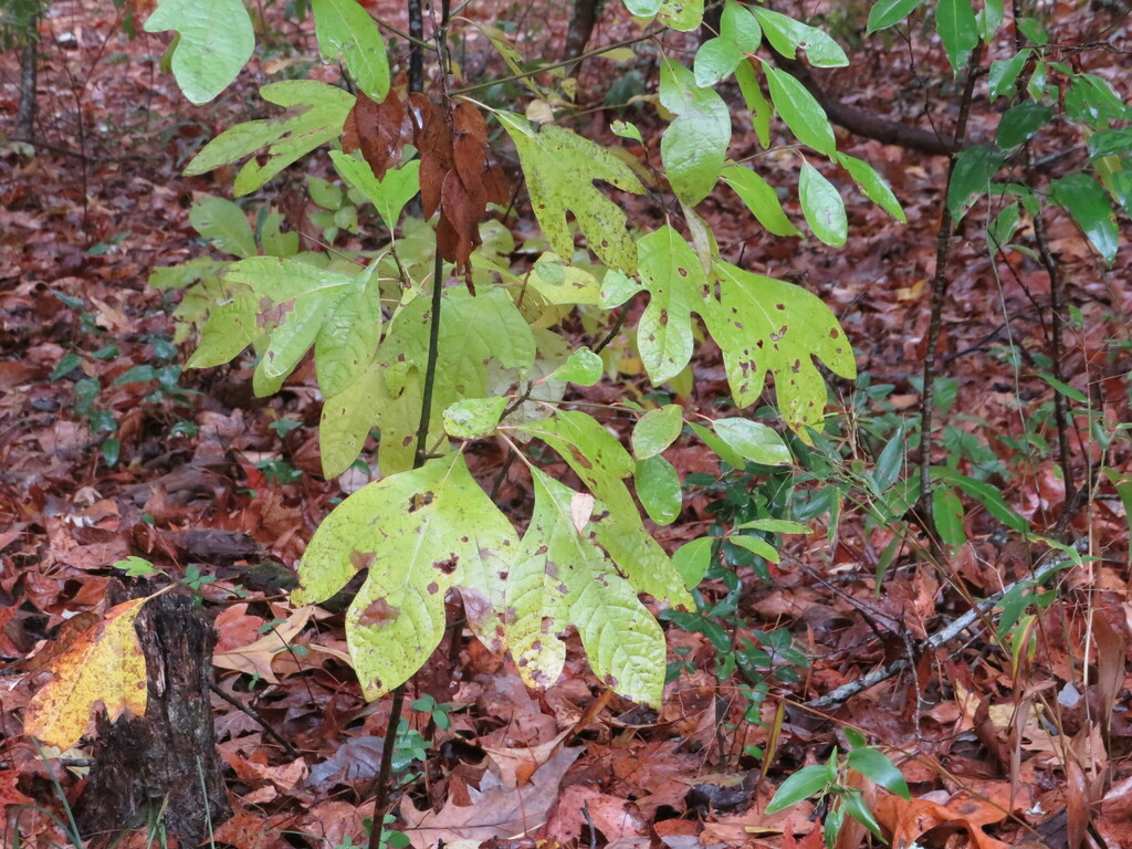 sassafras in November 2022 by blueberder · iNaturalist