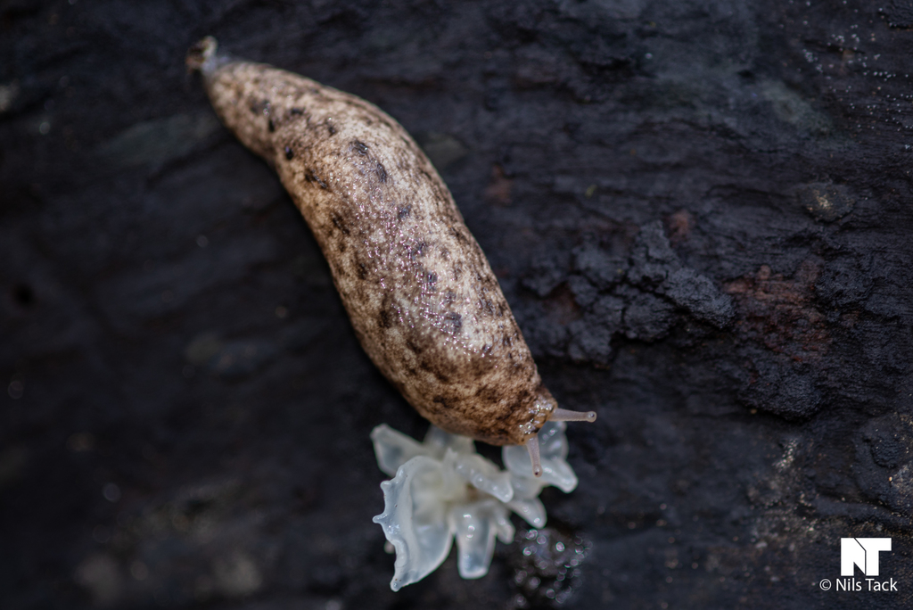 Carolina Mantleslug (KU campus Bioblitz - Insect Guide) · BioDiversity4All