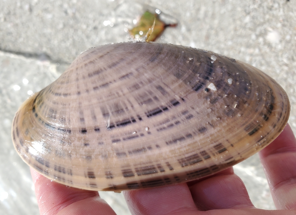 Sunray Venus Clam from Tierra Verde, FL 33715, USA on November 25, 2022 ...