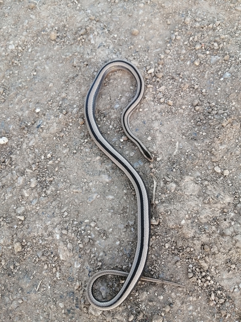 Wide Ground Snake from 80000 Departamento de San José, Uruguay on ...