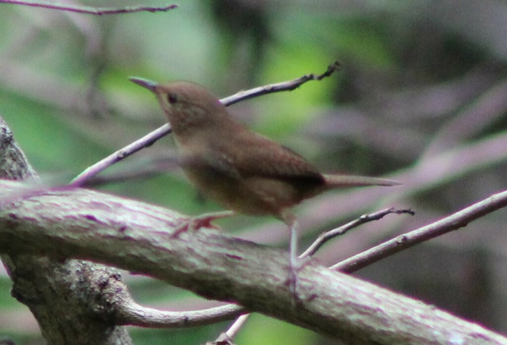 Southern House Wren from Usulután, El Salvador on November 21, 2022 at ...