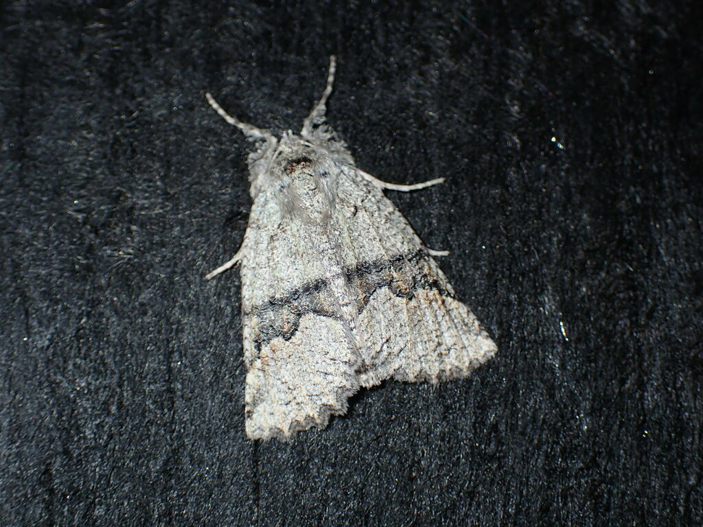 Forest Semilooper from Dairy Flat, New Zealand on November 25, 2022 at ...