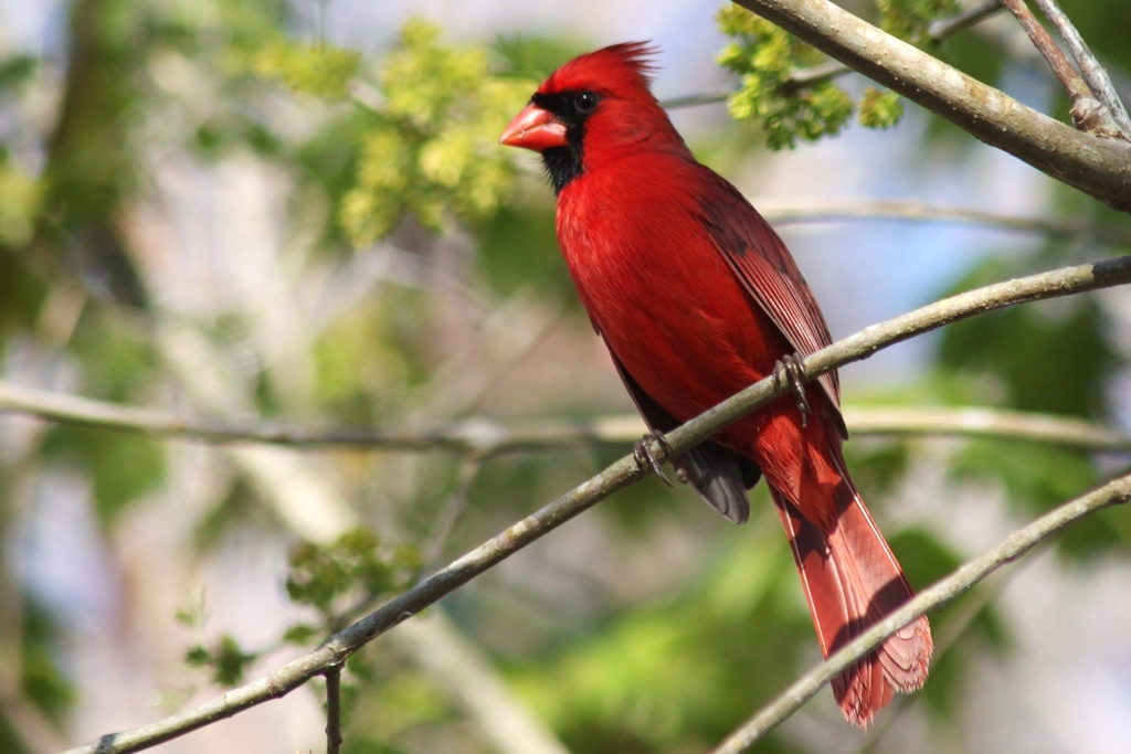 Northern Cardinal from Polk, Florida, United States on February 20 ...