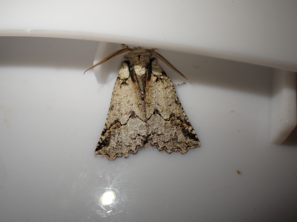 Forest Semilooper from Dairy Flat, New Zealand on November 25, 2022 at ...