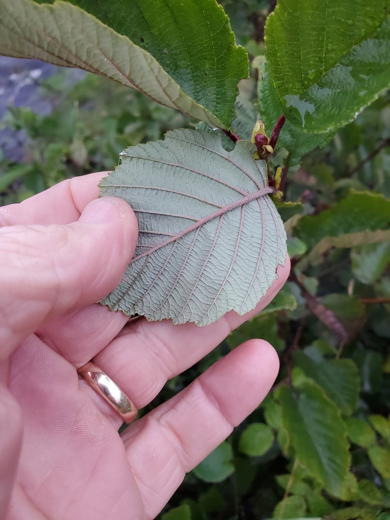 swamp alder from Piscataquis, Maine, United States on September 19 ...
