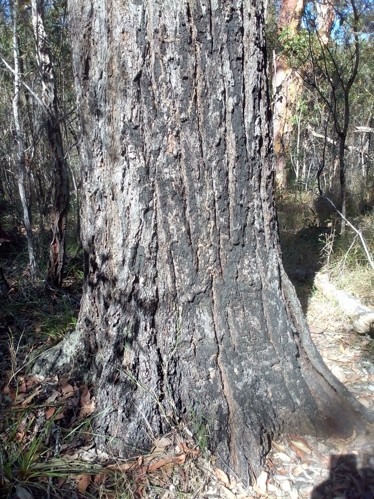eucalyptus from Walligan QLD 4655, Australia on November 26, 2022 at 08 ...