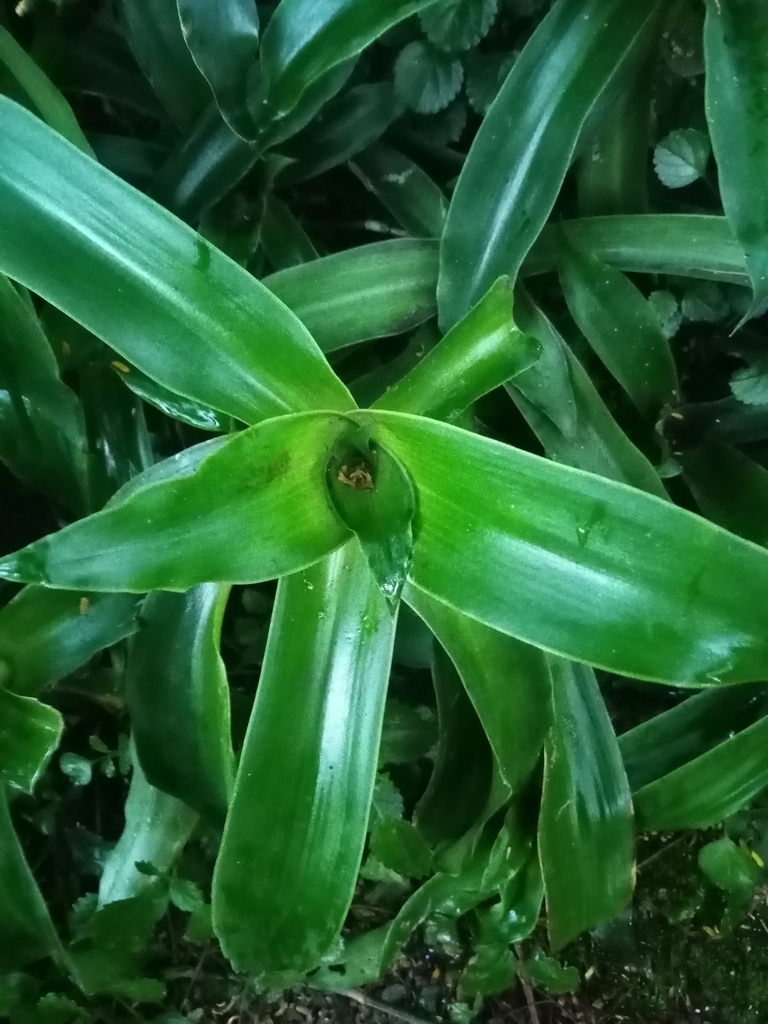 Roselings from Bloque 38, El Poblado, Medellín, El Poblado, Medellín ...
