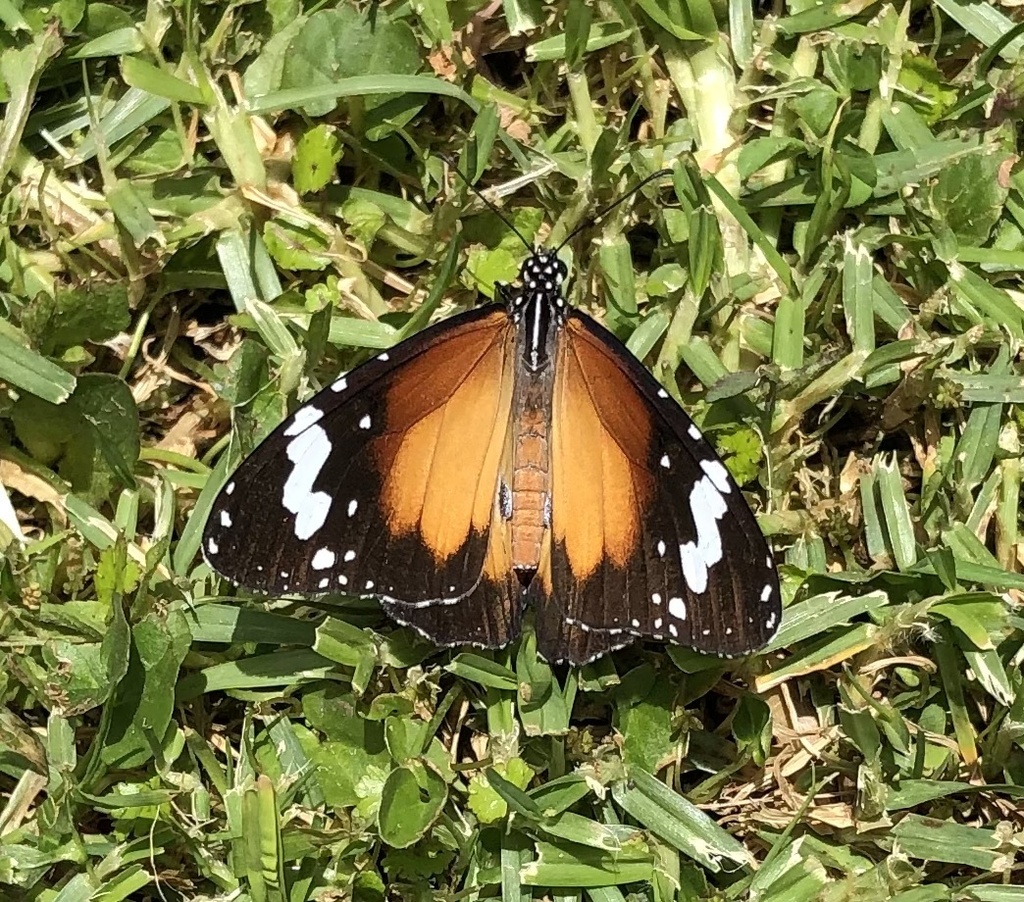 Lesser Wanderer from Te Ika-a-Māui/North Island, New Plymouth, Taranaki ...