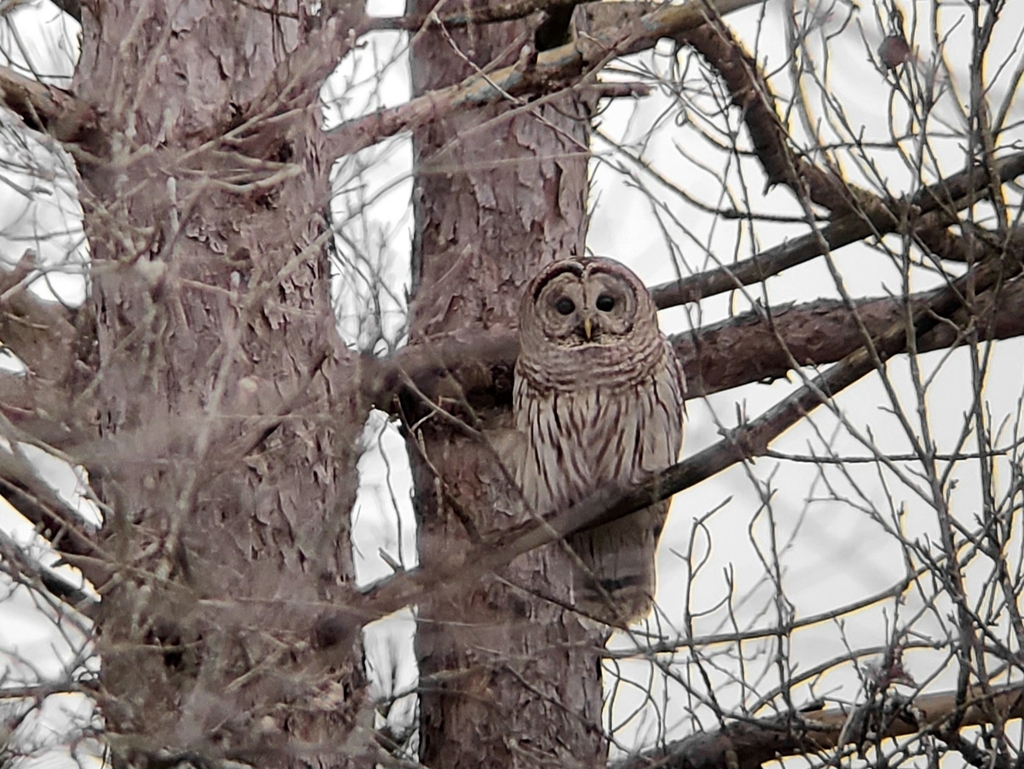 Barred Owl from North Java, NY 14113, USA on November 25, 2022 at 04:43 ...