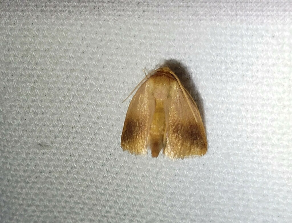 Early Button Slug Moth from Anne Arundel County, MD, USA on May 30 ...