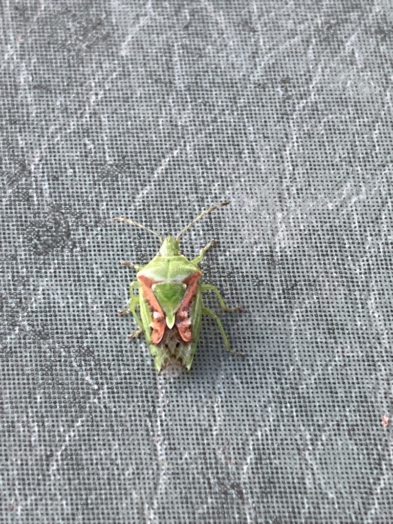 Juniper Shield Bug from Waterloo St, Vancouver, BC, CA on November 25 ...