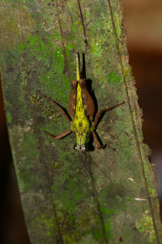 Scaria macromaculata · iNaturalist