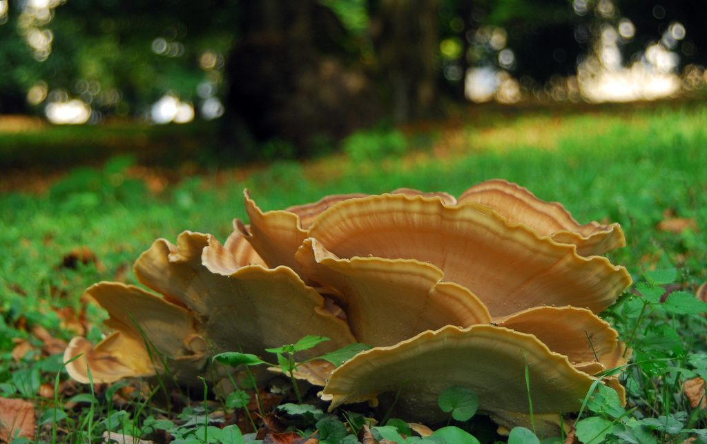 Giant Polypore from Parco di Monza (Giardini della Villa Reale) on ...