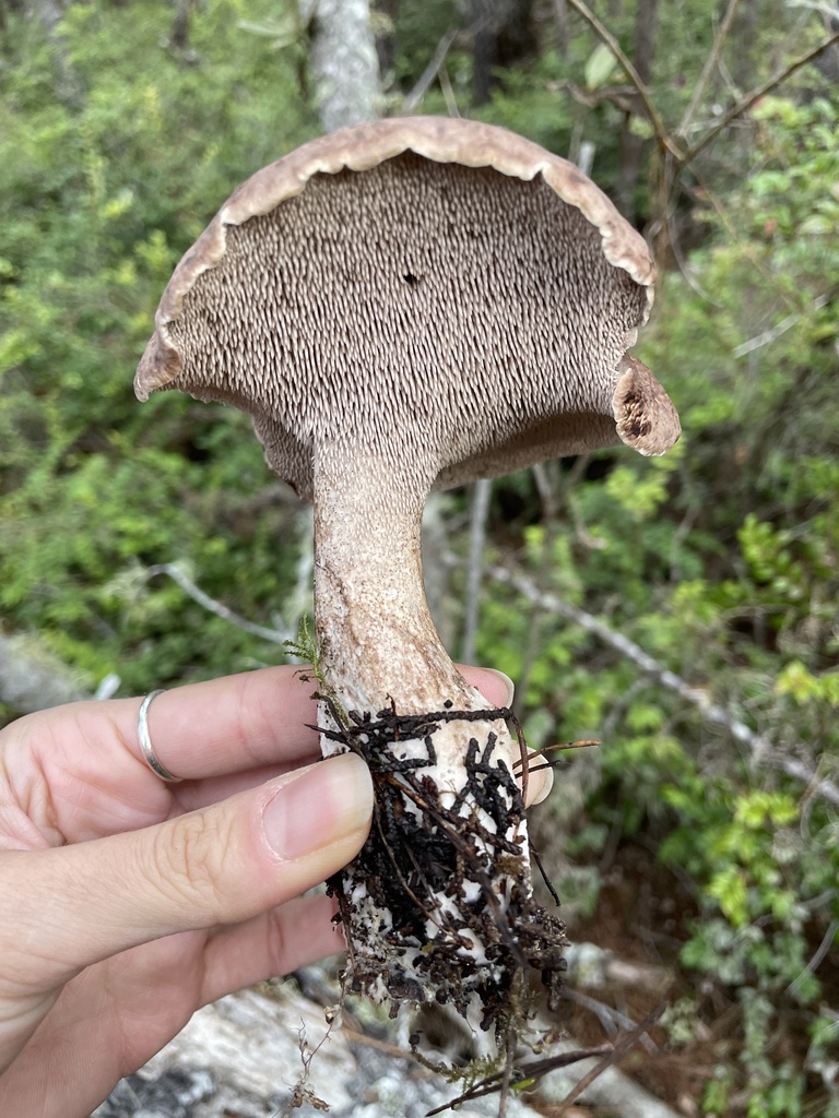 Scaly Tooth from Gibney Ln, Fort Bragg, CA, US on November 25, 2022 at ...