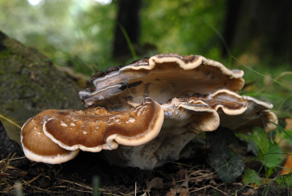 Giant Polypore from Parco Forlanini Milano on October 18, 2020 at 11:02 ...