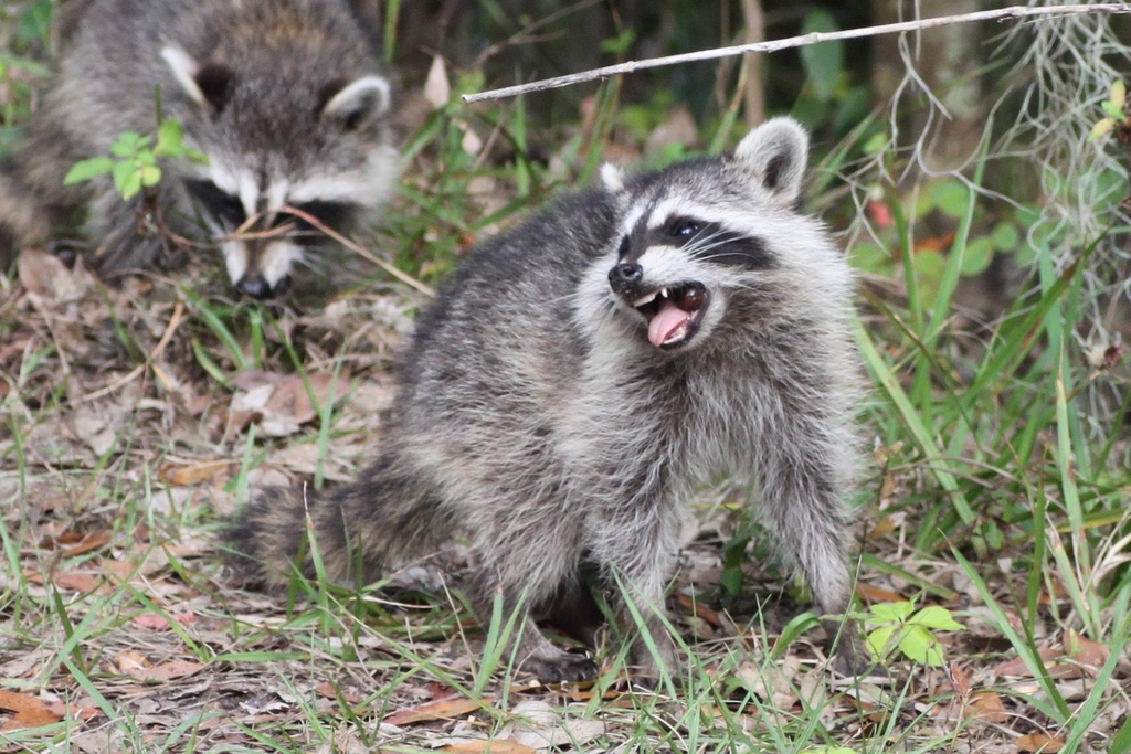 Common Raccoon from Polk, Florida, United States on December 16, 2015 ...