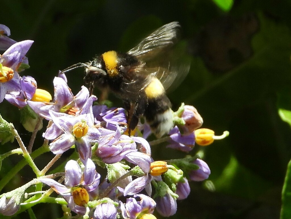 Buff-tailed Bumble Bee from Las Cruces, El Tabo, Valparaíso, Chile on ...