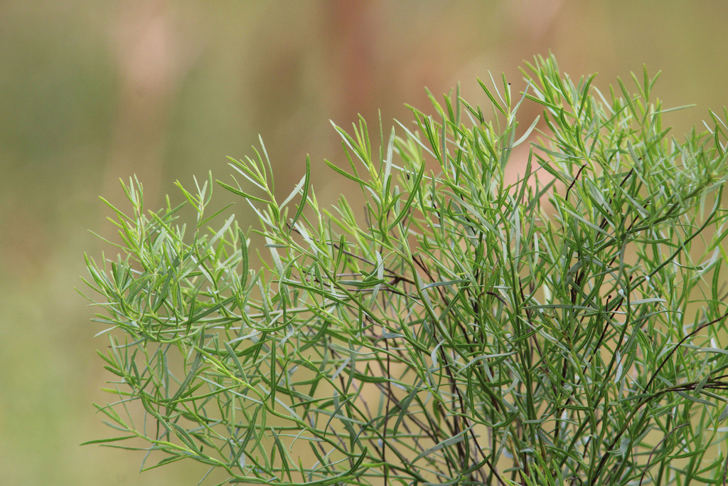 saltwater false willow from Dummit Grove, Florida, United States on ...