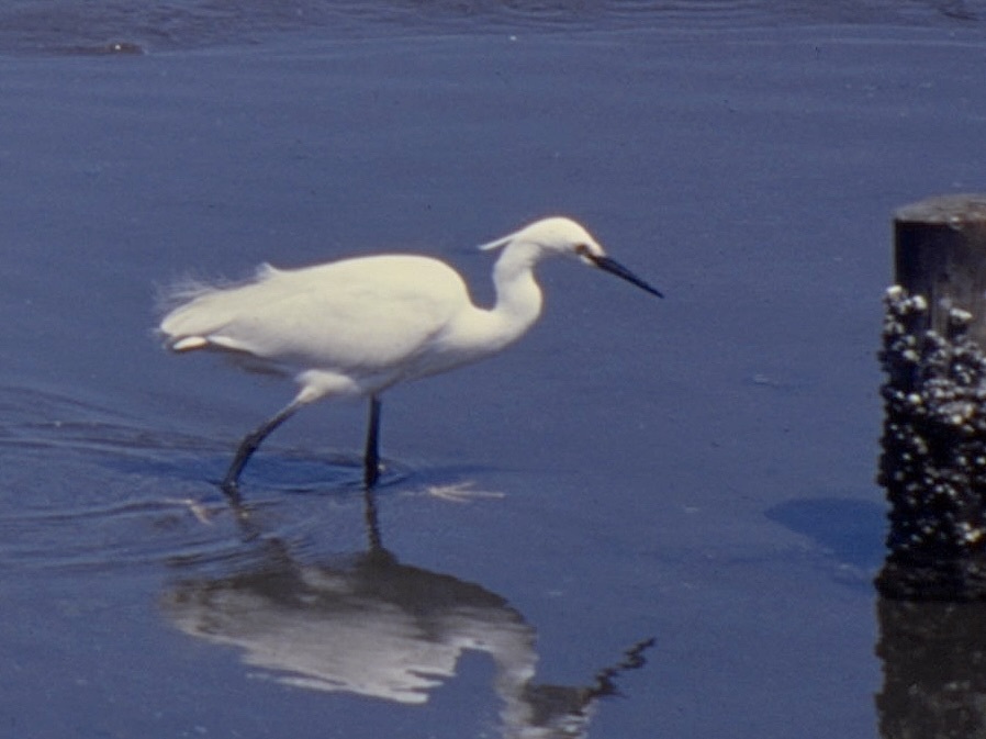 Little Egret from Yatsu, Narashino, Chiba 275-0026, Japan on April 18 ...