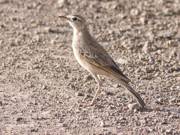 Plain-backed Pipit (Anthus leucophrys) - Avian Discovery