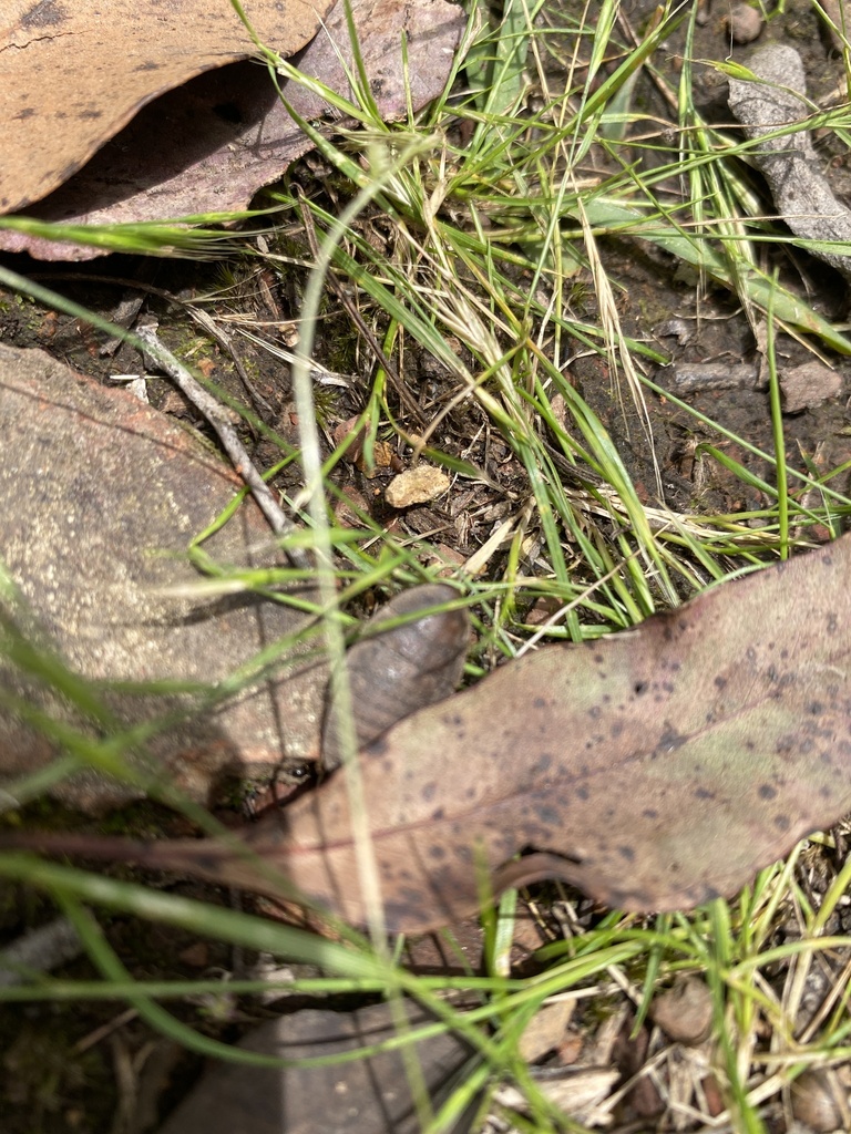 Winged and Once-winged Insects from Bartletts La, Panton Hill, VIC, AU ...