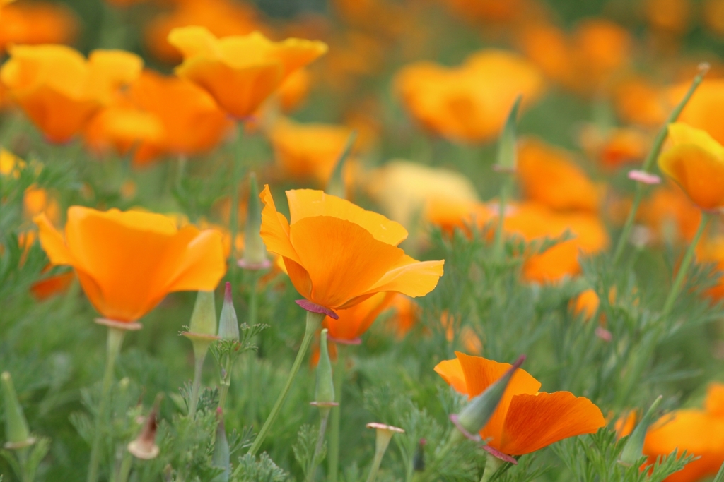 California poppy from Millionaires Row, Oakland, CA 94611, USA on April ...