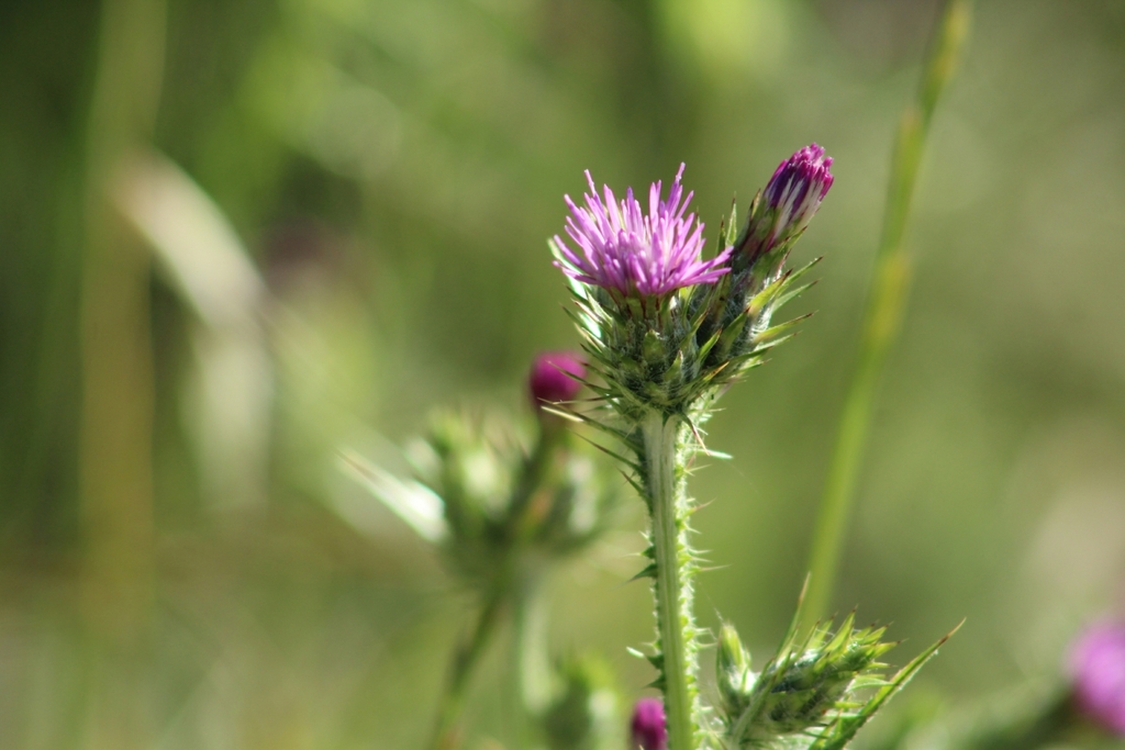 Italian thistle from 16242 Terminous Rd, Isleton, CA 95641, USA on ...