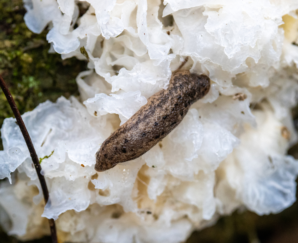 Philomycus from Bladen County, NC, USA on November 25, 2022 at 02:57 PM ...