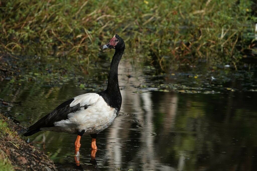 Magpie Goose from Cairns QLD, Australia on November 15, 2022 at 08:09 ...