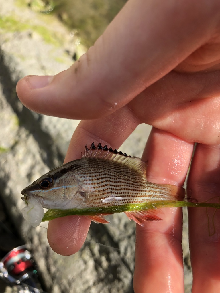 Grey Snapper from Nokomis Beach Park, Nokomis, FL, US on November 25 ...