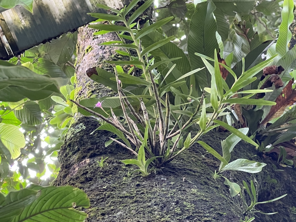 Dimerandra emarginata from Caribbean International School, Colon, Colon ...