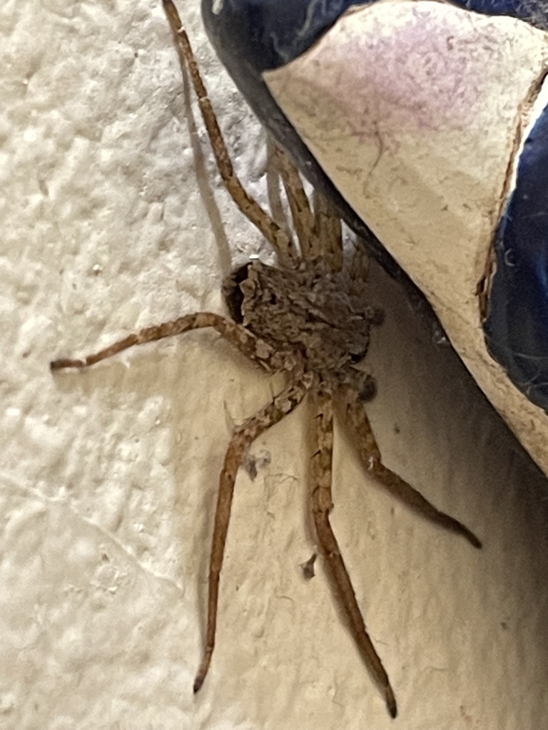 Crescent-eyed Spiders in November 2022 by ldiaz450 · iNaturalist
