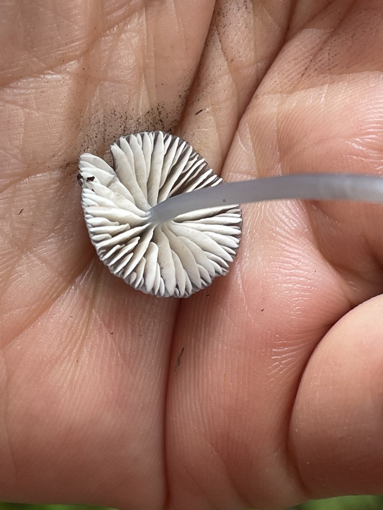 Cyanula from North Island, Auckland, Auckland, NZ on November 26, 2022 ...