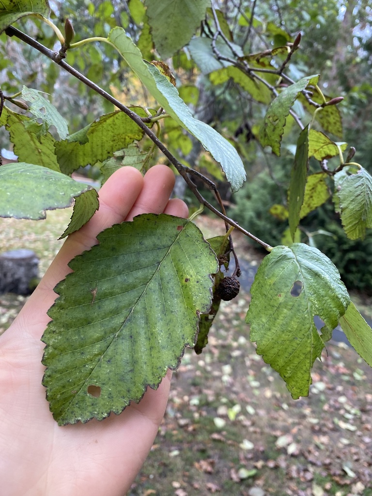 Red Alder from University of Victoria, Oak Bay, BC, CA on November 25 ...
