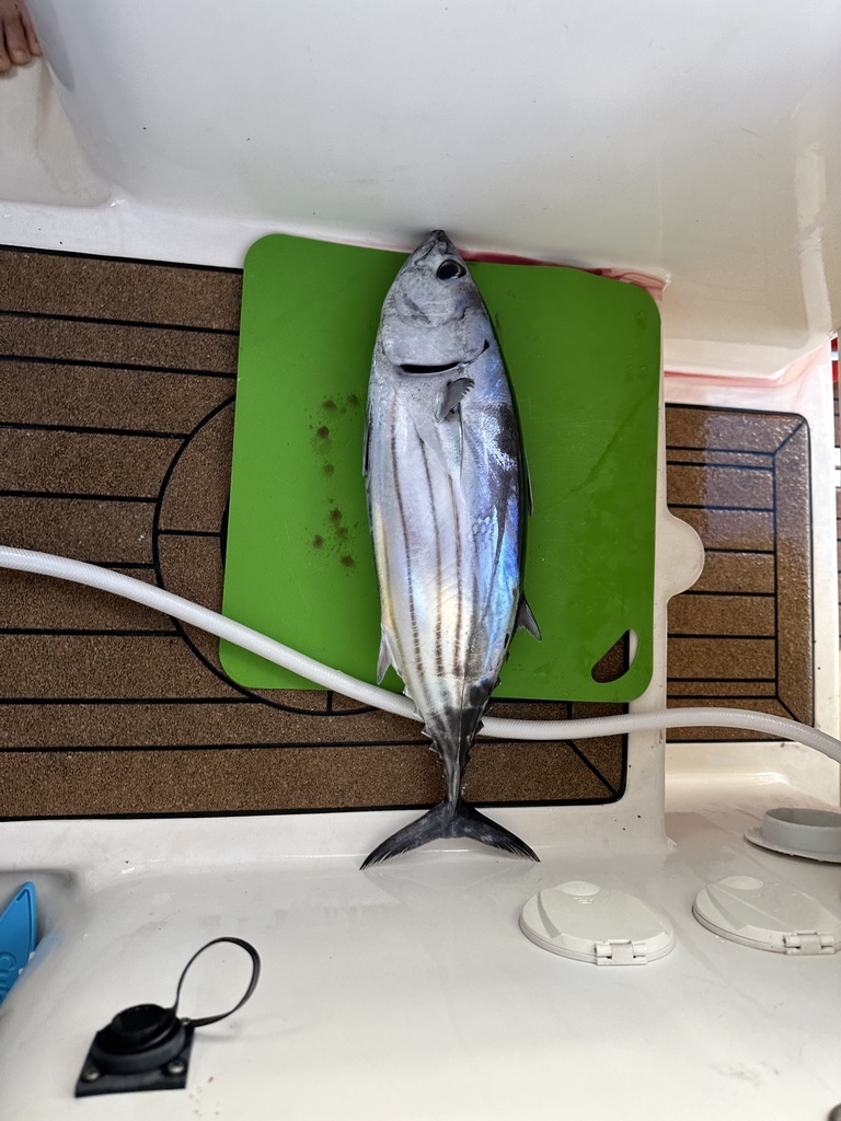 Skipjack Tuna from North Atlantic Ocean on November 14, 2022 at 03:25 ...