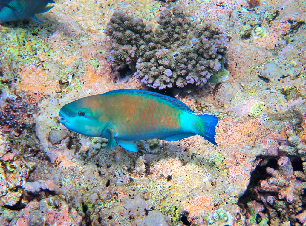 Pacific Bullethead Parrotfish from Lady Elliot Island, Queensland 4805 ...
