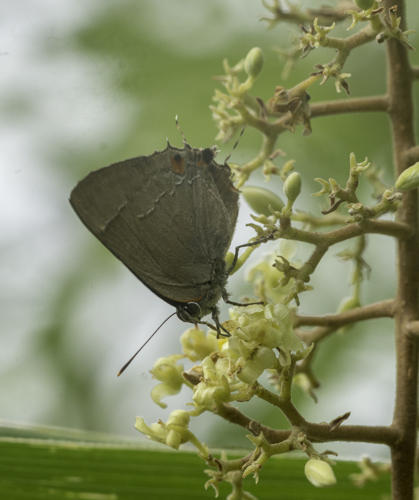 Smudged Hairstreak from Guanacaste Province, Costa Rica on August 26 ...