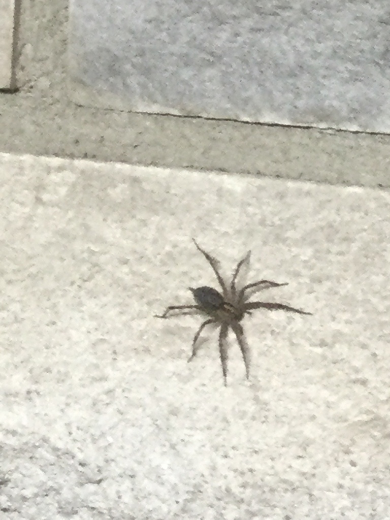 Entelegyne Spiders from Foster-Redman Rd, London, OH, US on November 25 ...