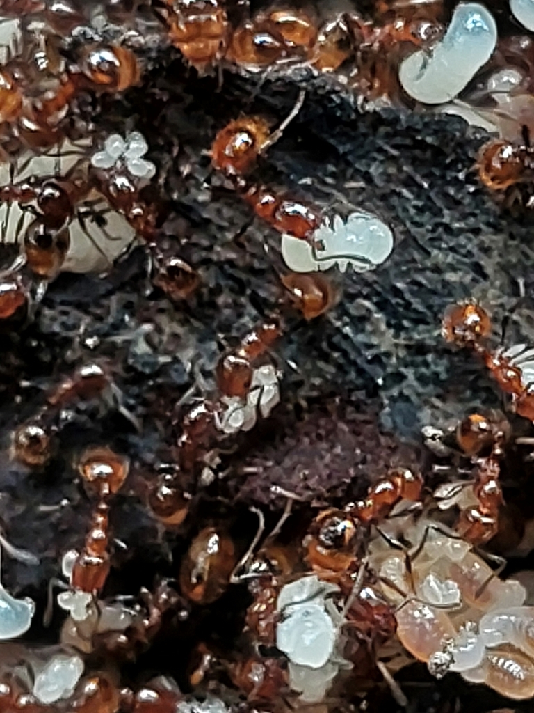 Southern Ant from Taradale, Napier, New Zealand on November 26, 2022 at ...