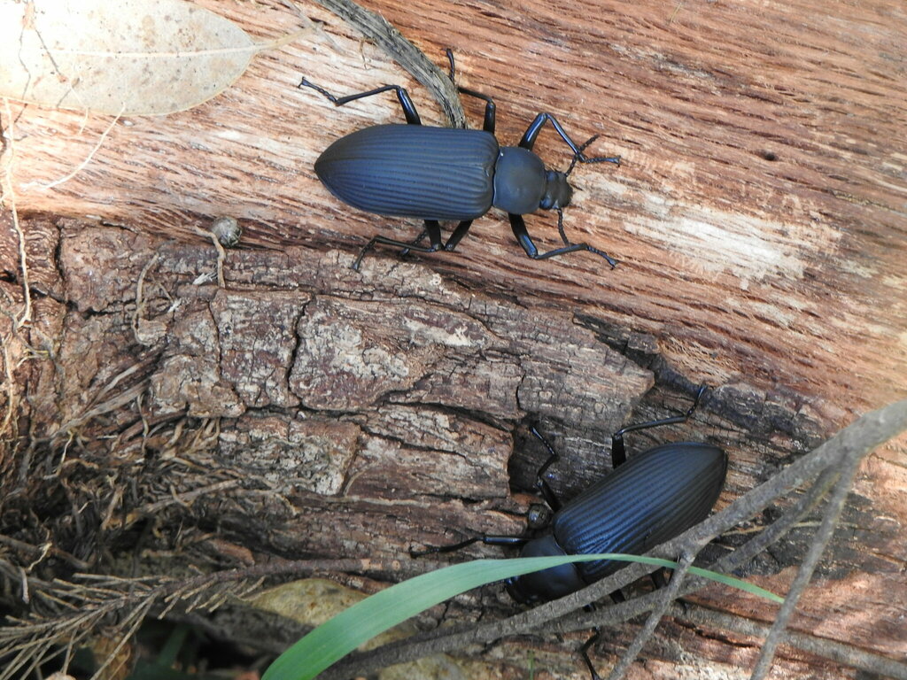 Mylaris gigas from Reseerva El Potrero, Gualeguaychú, Entre Ríos, AR on ...