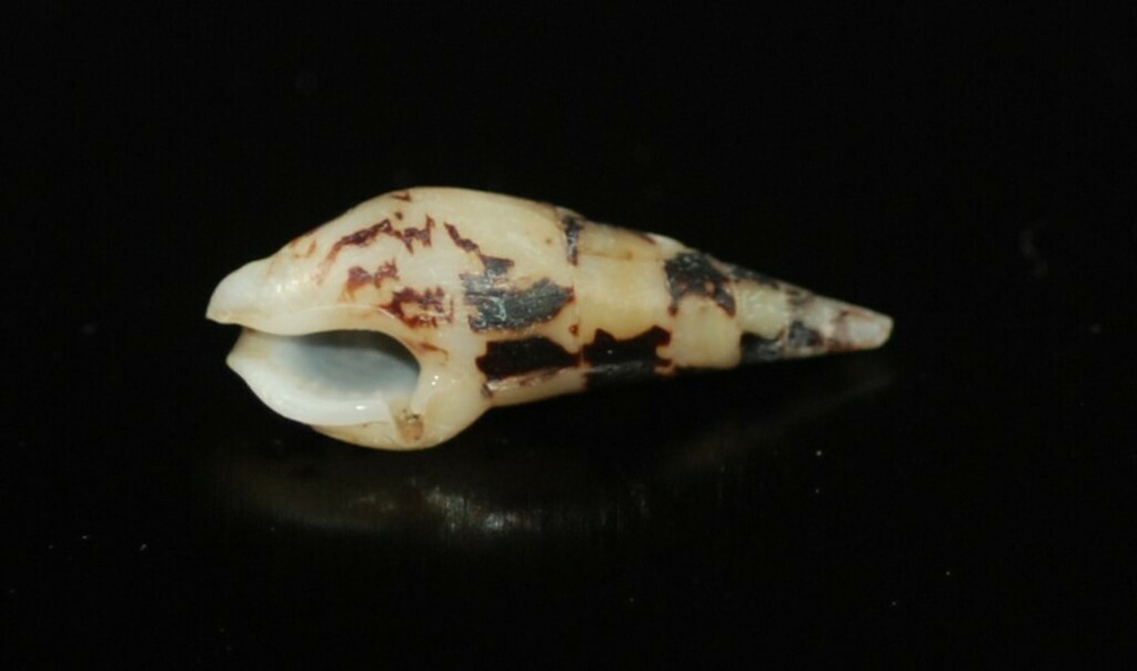 Clavistrombina clavulus from Golfo De Panamá, Provincia de Panamá, PA ...