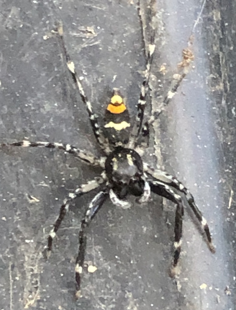 Golden-tailed Jumping Spider from Beryl St, Westmead, NSW, AU on ...