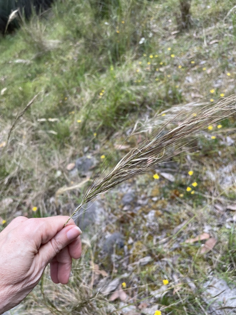 soft speargrass from Browns Rd, Boneo, VIC, AU on November 26, 2022 at ...